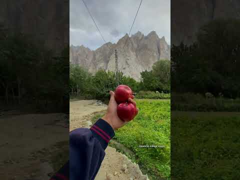 Big Apple 🍎😋 #kamranvillagevlogs #apple #pakistan #villagelife #villagevlog #short