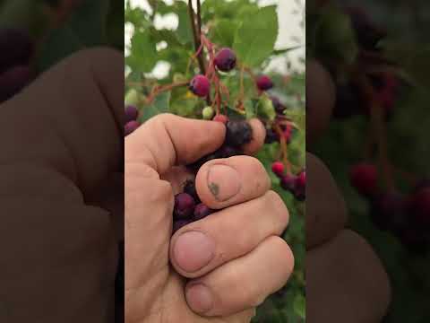 Saskatoons