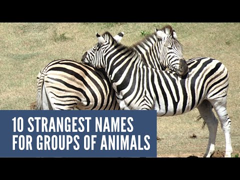 10 Strangest Names for Groups of Animals (Part 1)