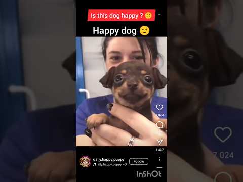 Happy dog 🙂 day 51 #puppy #makeadogsday #dog #funny #dogsday #memes #dogoftheday #trending #shorts
