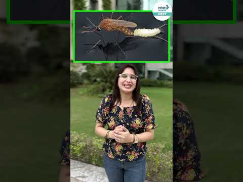 Meet The Mosquitoes That Love Human Blood! || #Shorts || Infinity Learn NEET