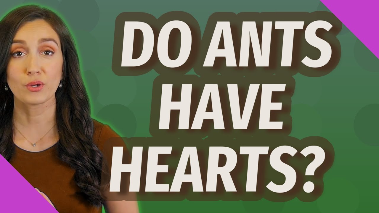 Do ants have hearts?