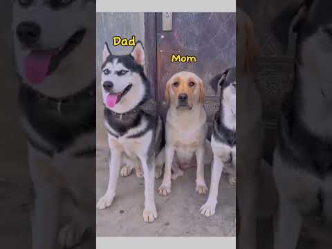 Huskey and Labrador Mix Breed Most Funniest Video of 2024 Till Now | #funnydog #funnydog