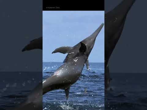 Meet the Amazing Bottlenose Dolphins: Ocean's Playful Wonders