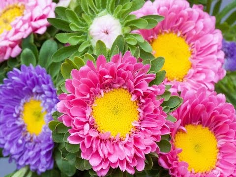 Amazing and Most Beautiful Aster Flowers Pictures