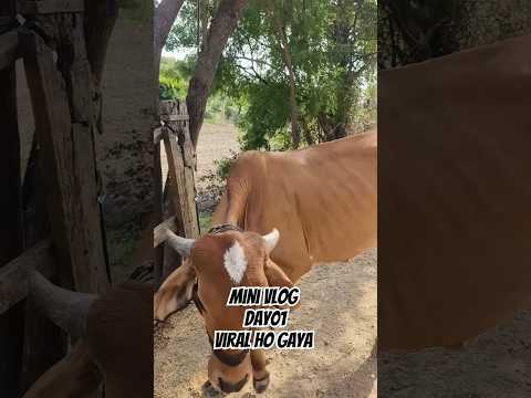 mini blog Day 01 viral ho gaya #shorts #youtube #youtubeshorts #minivlog #funny @AnnaBlogger007