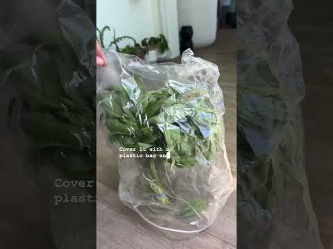 How to store fresh basil