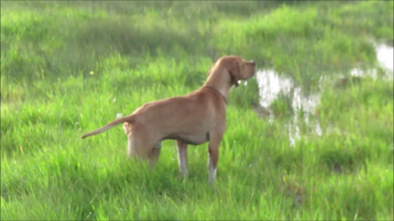 Introducing English Pointer Boss!
