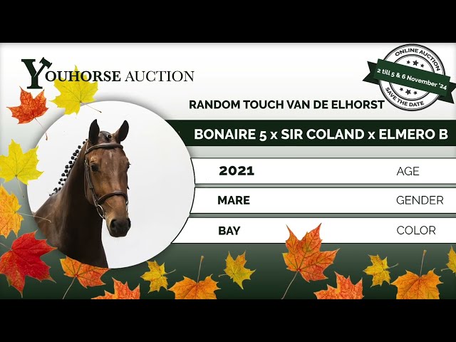 Youhorse.auction | Random Touch van de Elhorst