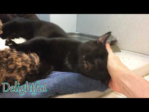 He's the Most Delightful Cat Ever -- Delighful -- Adoptable at HAR East End!