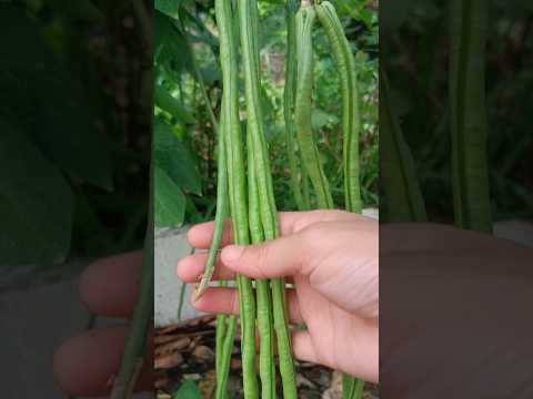 Cowpea Seed - Wholesale Price & Mandi Rate for Barbati Seed in India