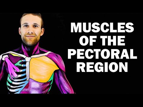 UPPER LIMB MUSCLES (1/6) - PECTORAL REGION