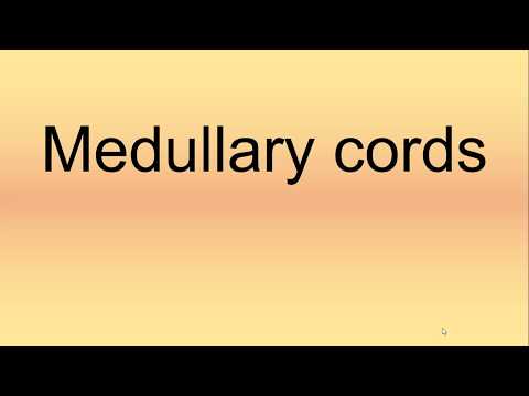 Medullary Cords Pronunciation | How to Say | How to Pronounce