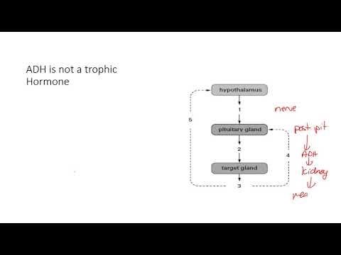 negative feedback biology 30 teaching video