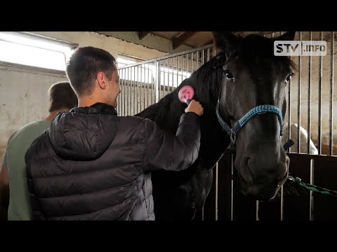 Caritas realizuje projekt „Od samodzielności do niezależności”. Wyjątkowe zajęcia w stajni