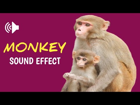 monkey sound effects no copyright|free sound effects