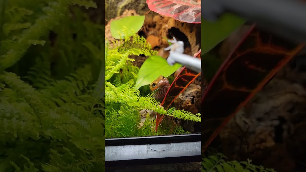 taming an African fire skink #shorts #lizard