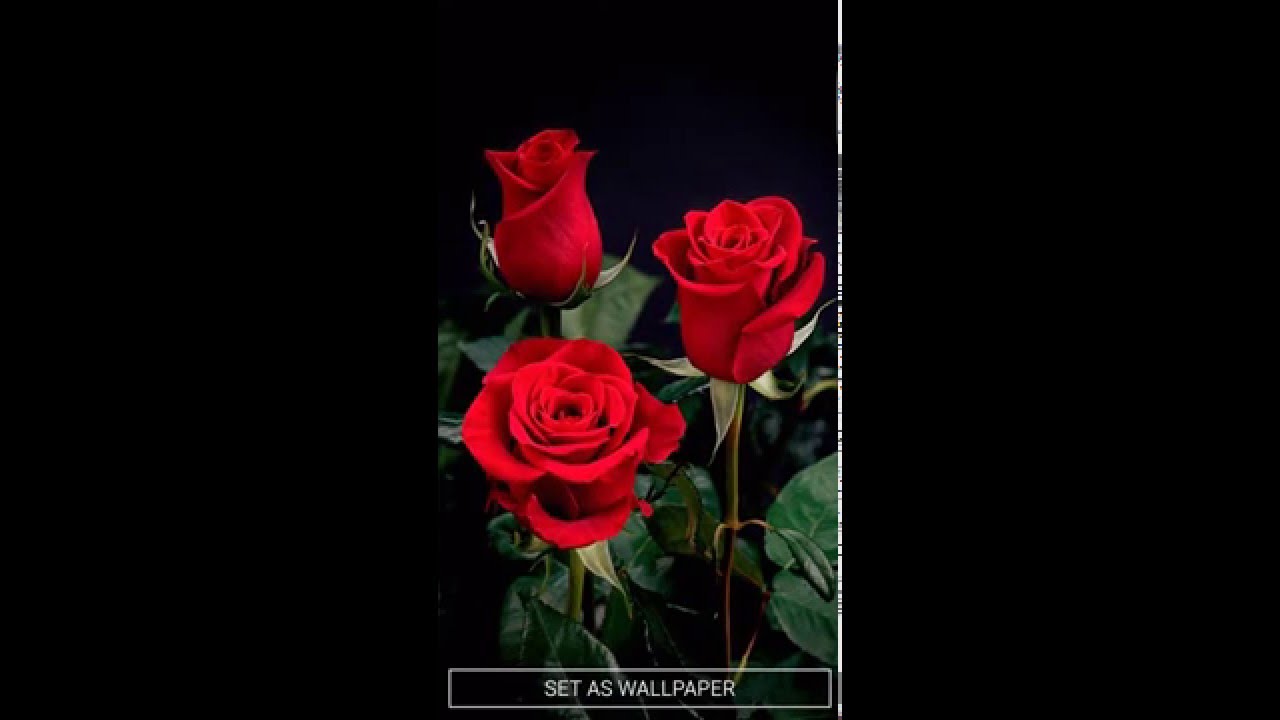 Rose Live Wallpaper for Android Phones and Tablets