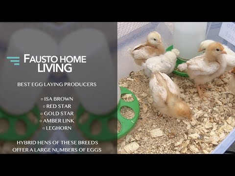 Best Egg Producing Chickens