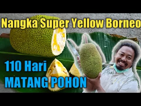 Nangka Madu Honey Jack Fruit|Setelah 110 Hari Matang Juga Nangka Madu J33 Super Yellow Borneo