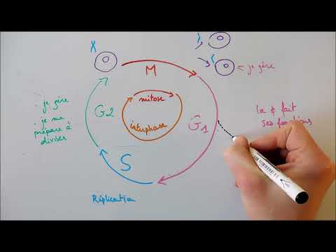 Cycle cellulaire
