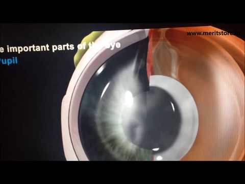 Human Eye - Lenses (Part 5)