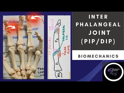 INTER PHALANGEAL JOINTS ( HAND COMPLEX BIOMECHANICS)Physiotherapy