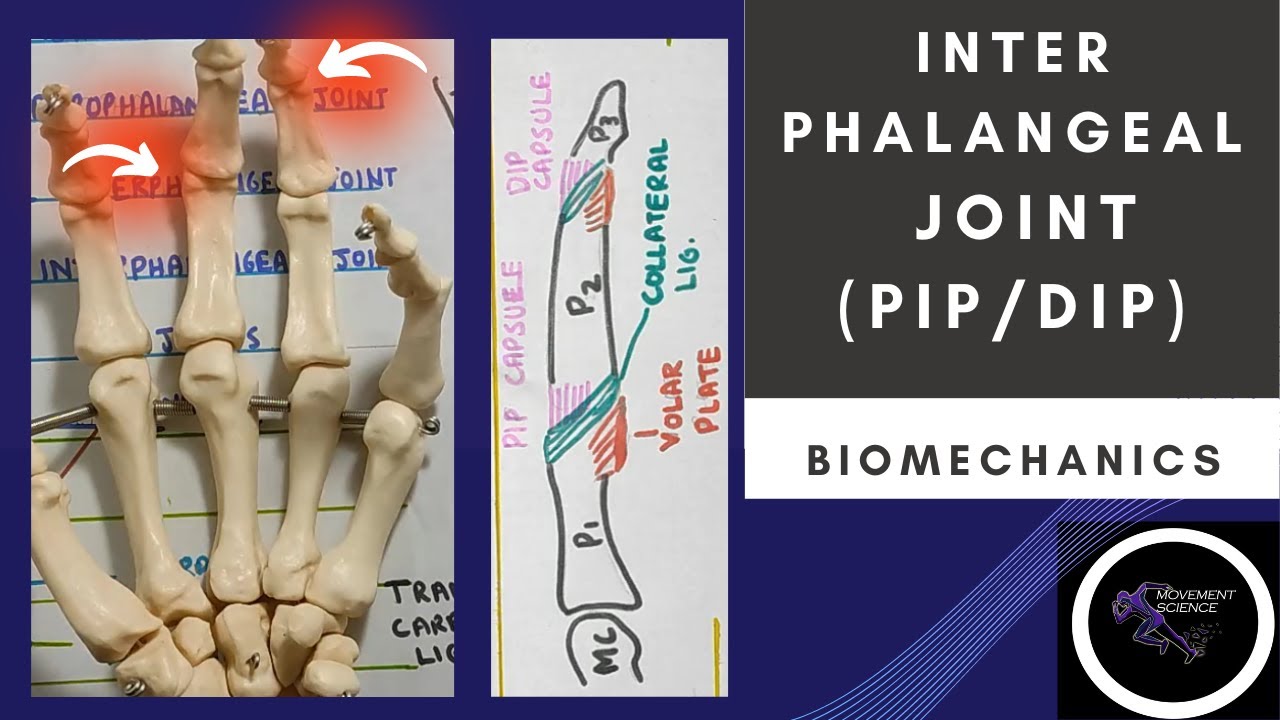 INTER PHALANGEAL JOINTS  ( HAND  COMPLEX BIOMECHANICS)Physiotherapy