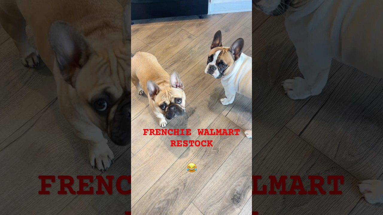 What do you think is their FAVORITE ?? #frenchbulldog #dogshorts #cuteanimals #funnydogs #spoiled 🥰