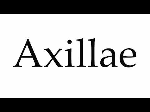 How to Pronounce Axillae