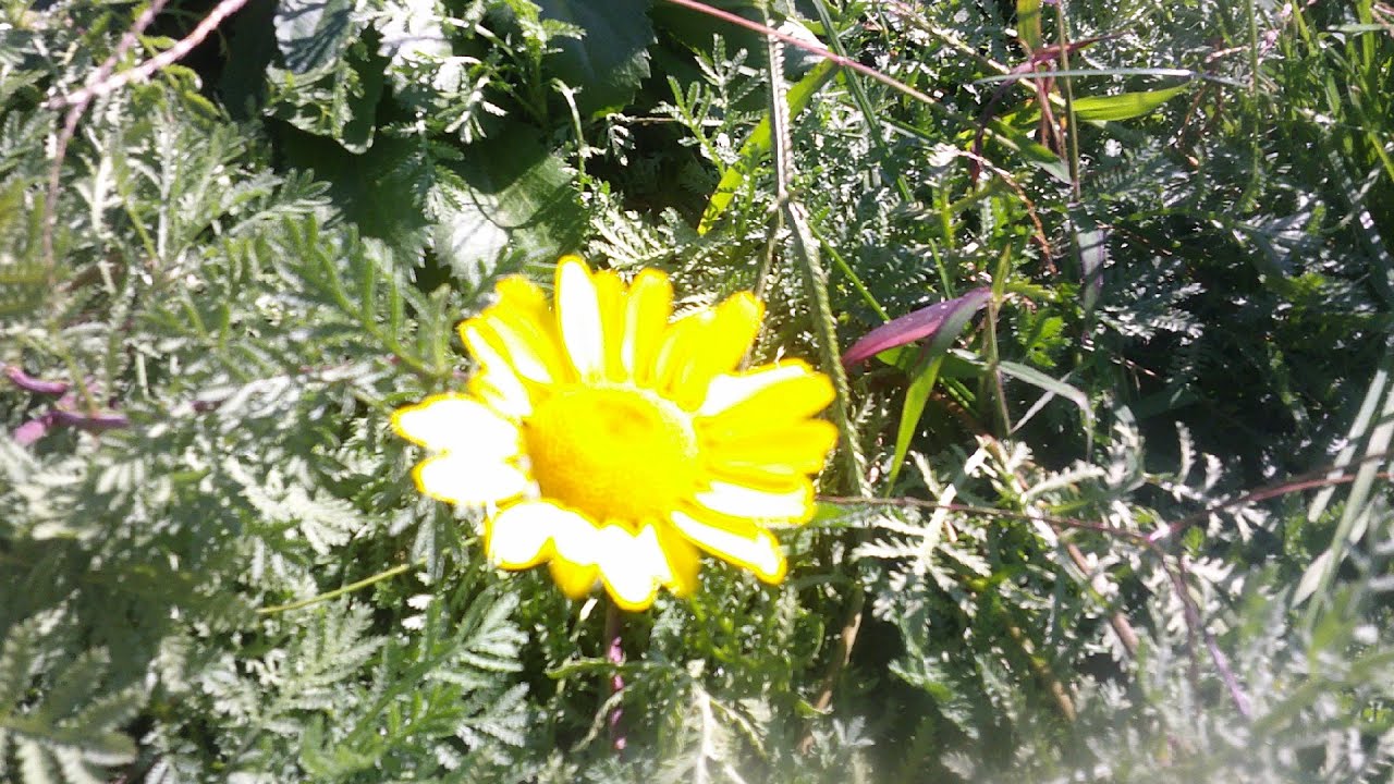Kelway Chamomile- Plant it!