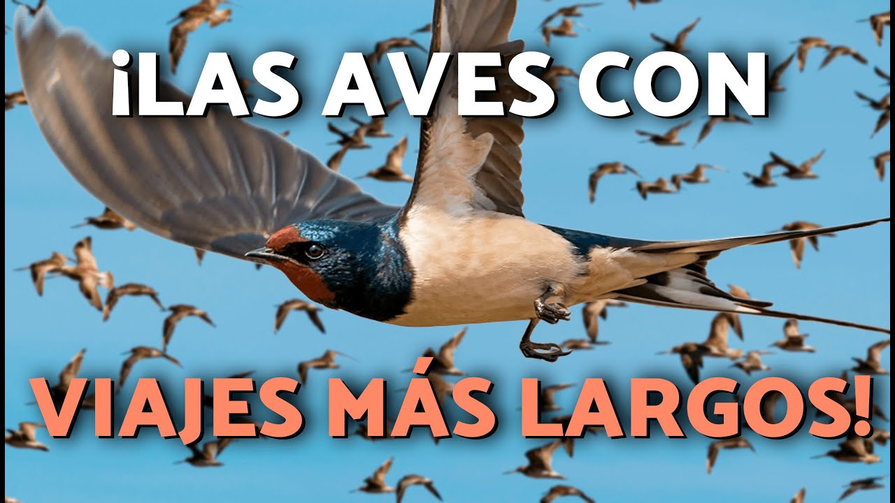 🦅🌍 Why do birds migrate? (Examples of migratory birds and explanations)