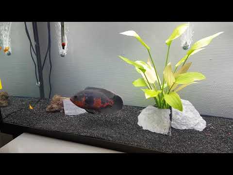 Oscar fish eating live fish!