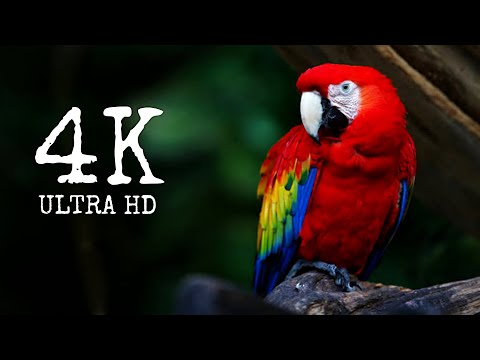 birds chirping | forest birds sounds | What is a bird that lives in the forest? | #forestsounds