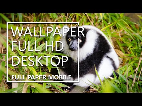 Incredible Animals Wallpaper - Full HD Photos | For Desktop and Notebook | Full Paper Mobile