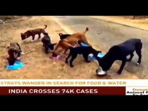 Mohit Chauhan | NDTV-Donatekart StrayVoice