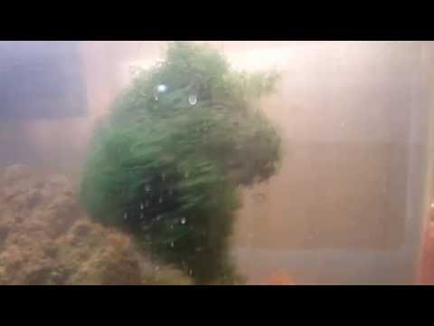 Chaetomorpha algae tumbler made easy