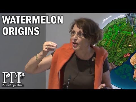 Susanne Renner: Narrowing down the domestication history of watermelon with ancient seeds and DNA
