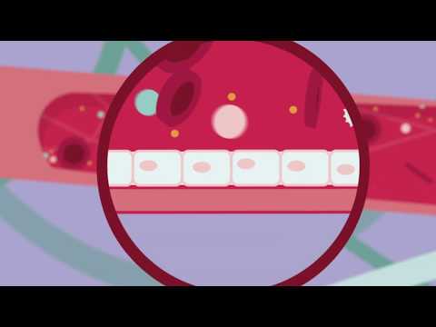 Overcoming The Blood Brain Barrier | The Brain Tumour Charity