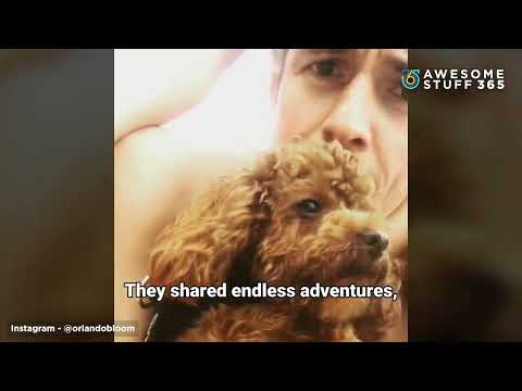 Orlando Bloom Found Love Again! | Awesome Stuff 365