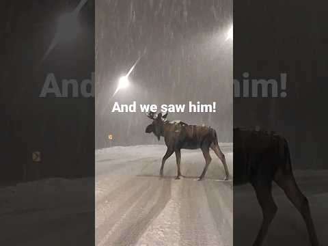 INCREDIBLE MOOSE caught in AK STORM! Anchorage, AK November 8, 2023