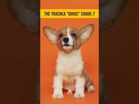 How to Stop Your Chihuahua's Goose Cough-Honking - For Collapsed Trachea Coughing