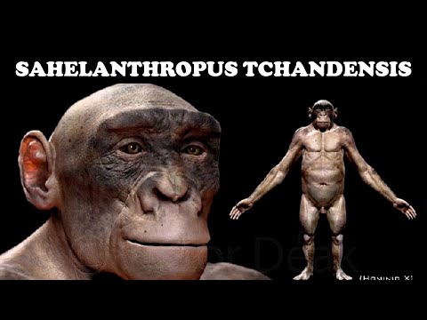 Sahelanthropus tchadensis