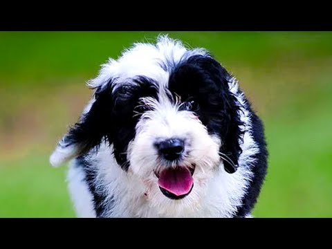 Sheepadoodle - Top 10 Pros and Cons of Owning a Sheepadoodle
