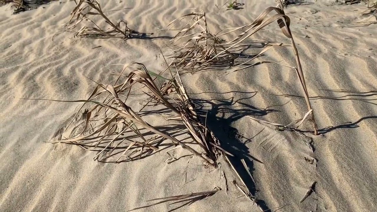 rosenbeck Assignment4 Youtube