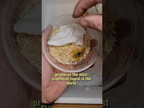 The Deathstalker - Most Dangerous Scorpion of the World