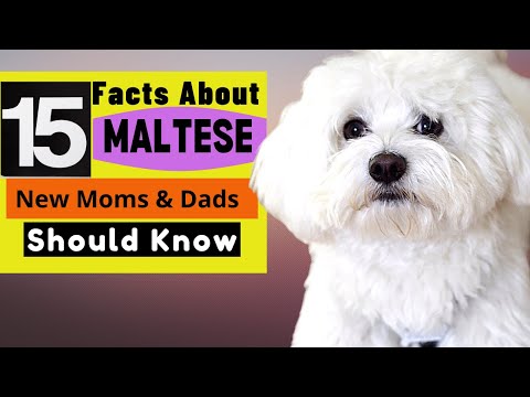 15 Important Facts About Maltese Dogs All New & Prospective Owners Should Know!
