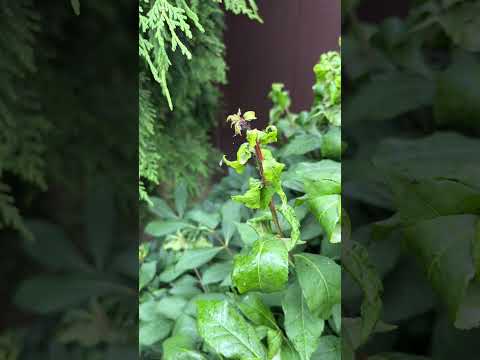 What do aphids look like on shrub? #shorts