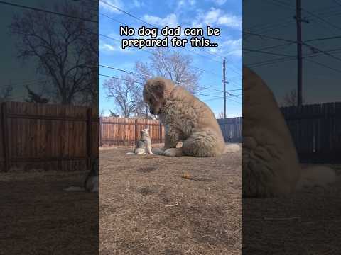 Biggest puppy in the world #dogsofyoutube #goldenretriever #puppy