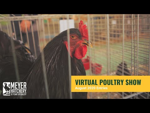 Meyer Hatchery Virtual Poultry Show - August 2020 Entries